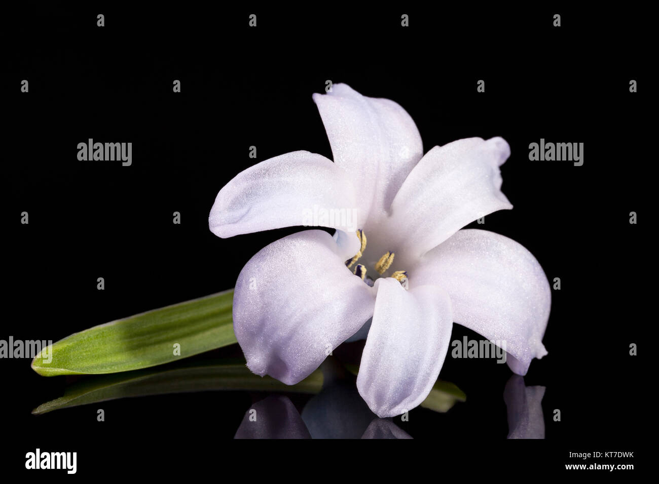 Single spring flower of lilac Hyacinth isolated on black background ...