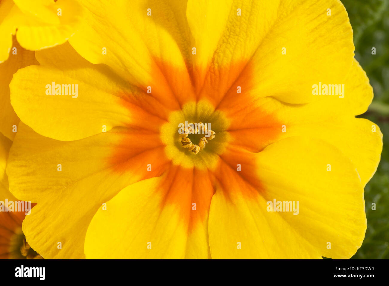 Single spring flower of yellow Primula vulgaris Stock Photo - Alamy