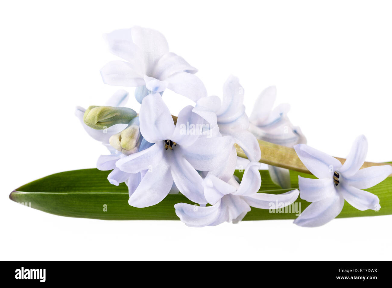Single spring flower of lilac Hyacinth isolated on white background ...