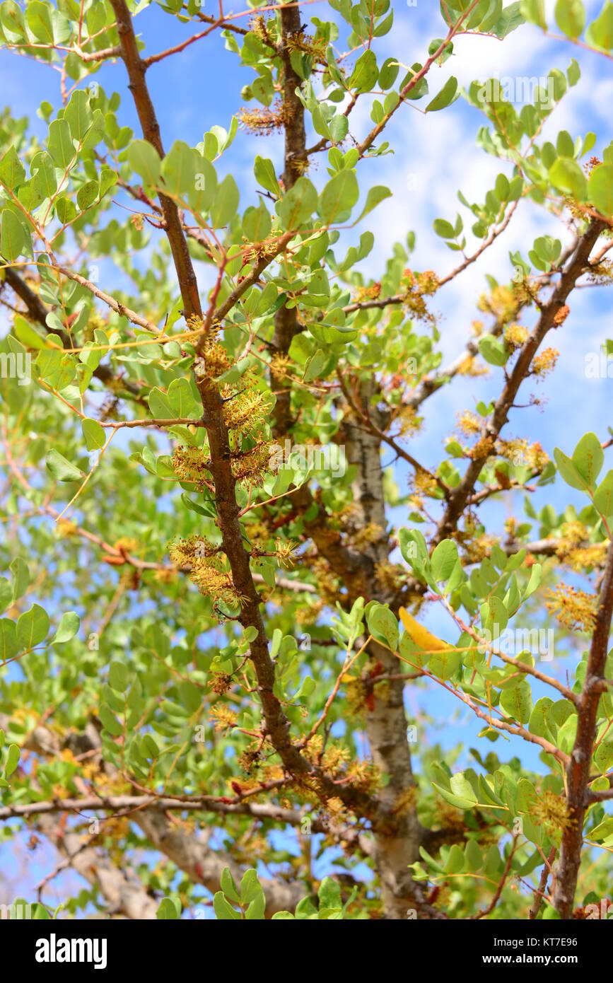 monkey bread tree in spain Stock Photo - Alamy