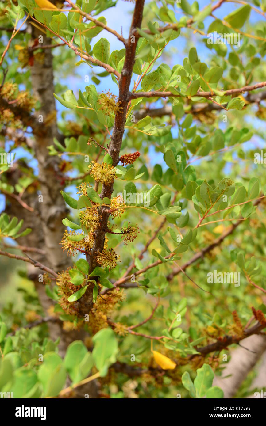 monkey bread tree in spain Stock Photo - Alamy
