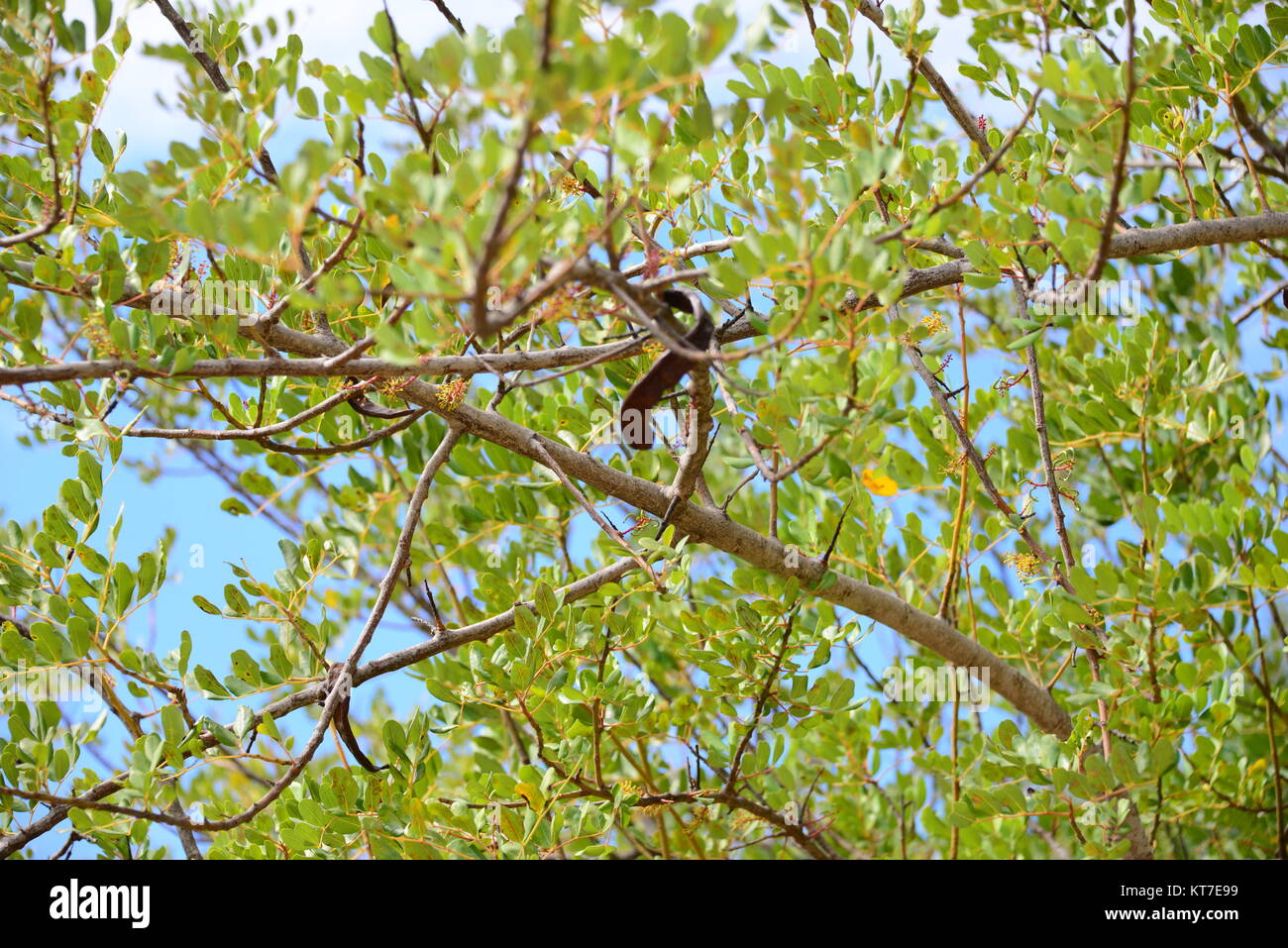 monkey bread tree in spain Stock Photo - Alamy