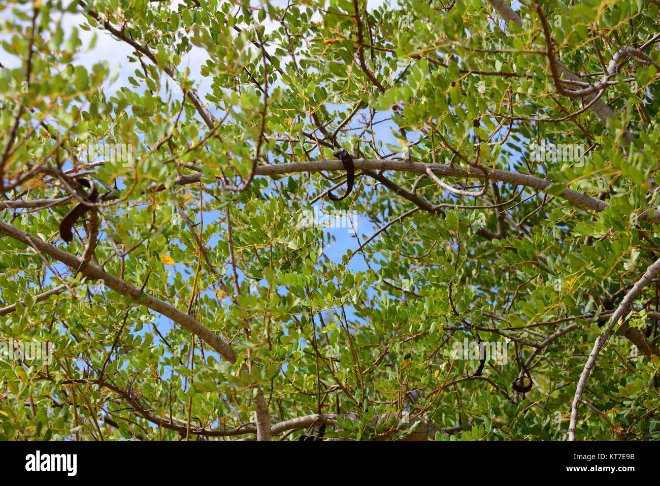 monkey bread tree in spain Stock Photo - Alamy