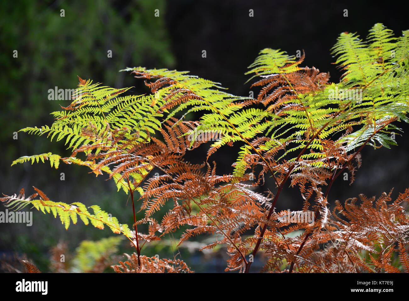 ferns in spain Stock Photo - Alamy
