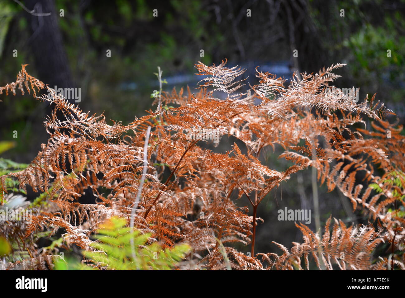 Dark green bracken hi-res stock photography and images - Alamy