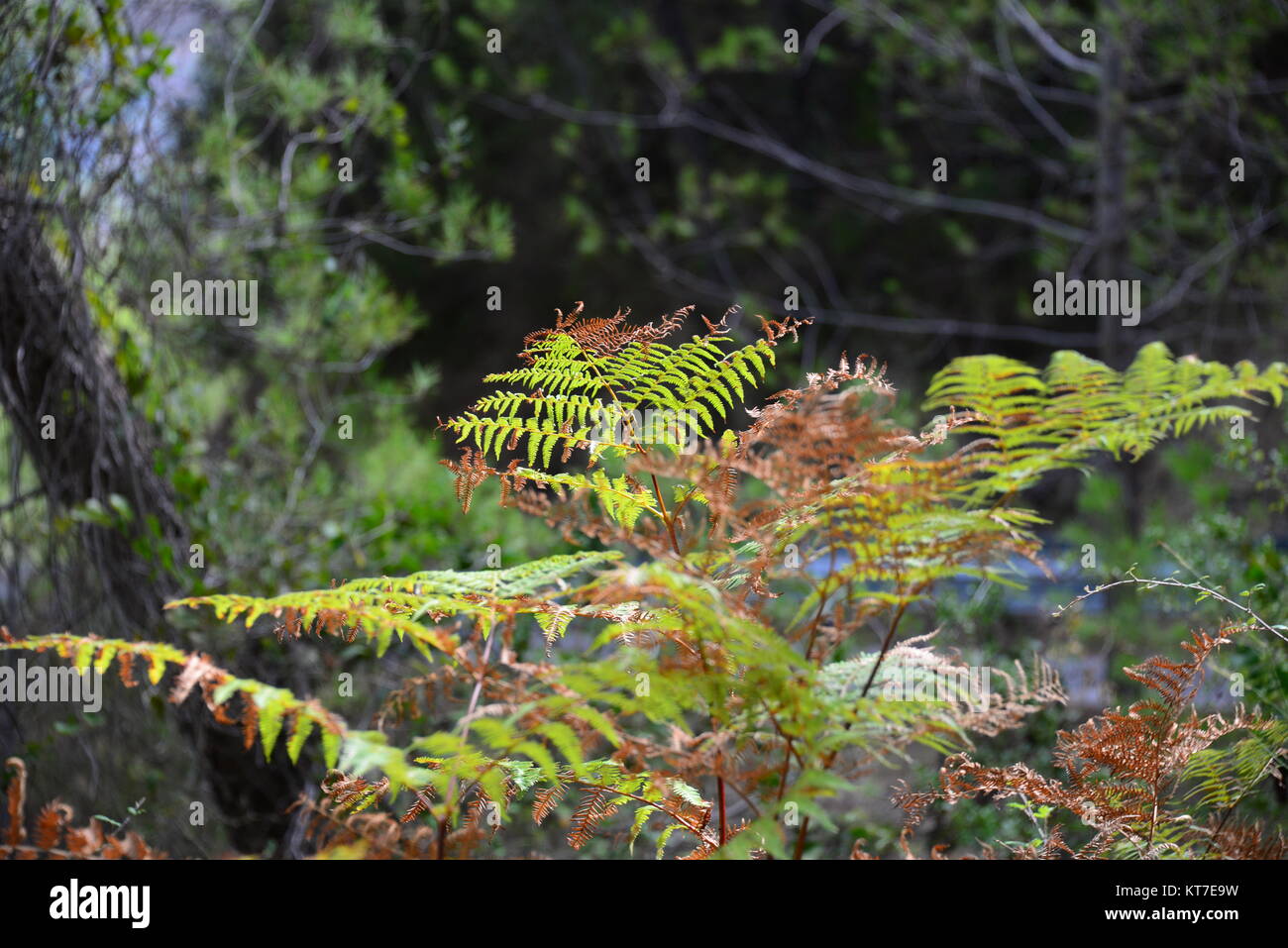 ferns in spain Stock Photo - Alamy