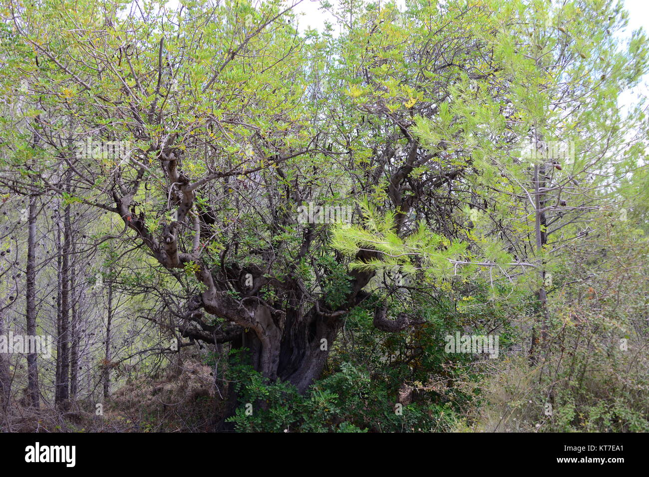monkey bread tree in spain Stock Photo - Alamy
