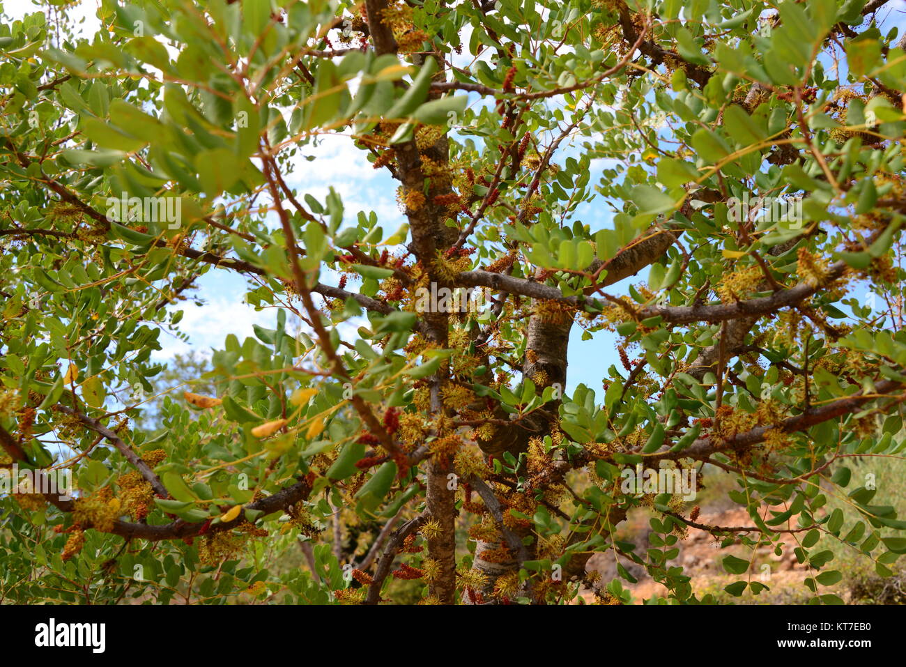 monkey bread tree in spain Stock Photo - Alamy