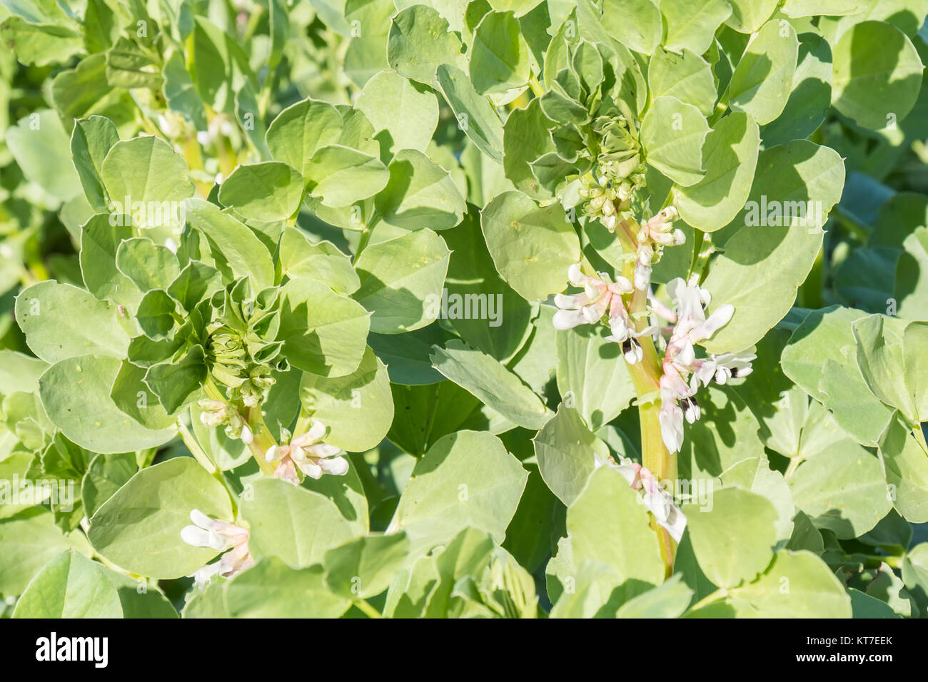 Broad bean blooming Stock Photo - Alamy