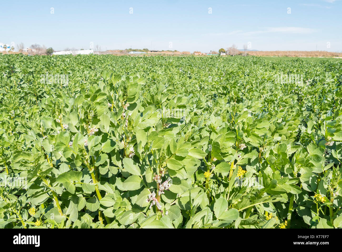 Plantation broad bean blooming Stock Photo - Alamy