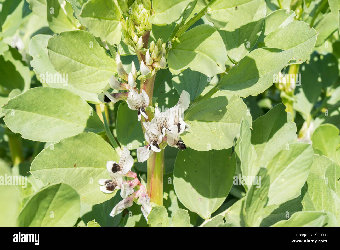 Broad bean stem hi-res stock photography and images - Alamy