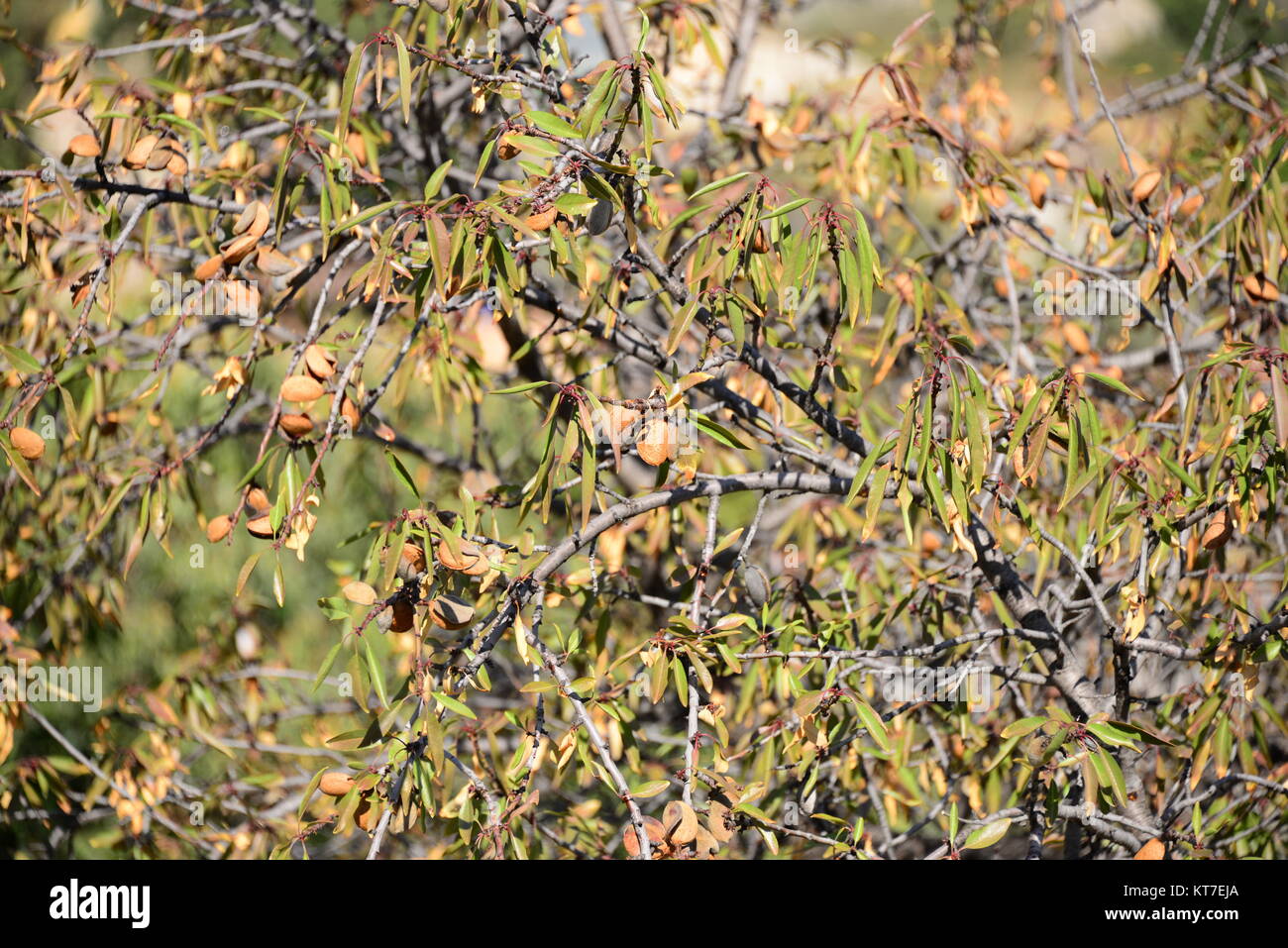 almonds / almond tree in spain Stock Photo - Alamy