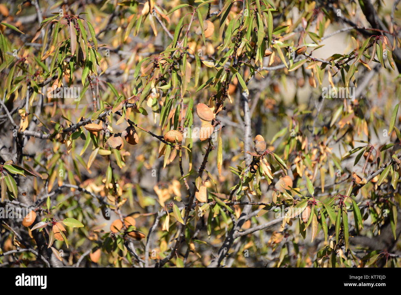 almonds / almond tree in spain Stock Photo - Alamy