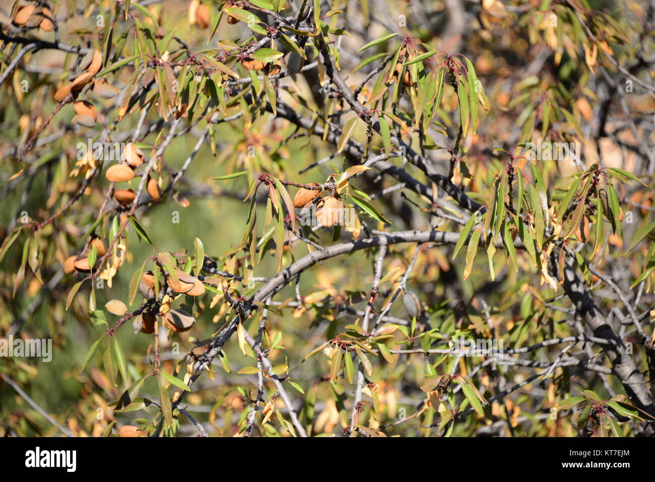 almonds / almond tree in spain Stock Photo - Alamy