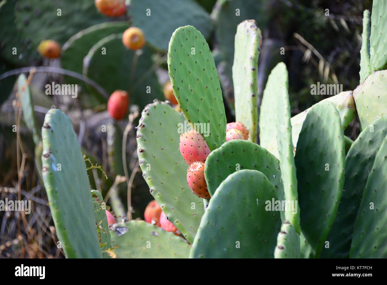Fig cactus in Spain Stock Photo - Alamy
