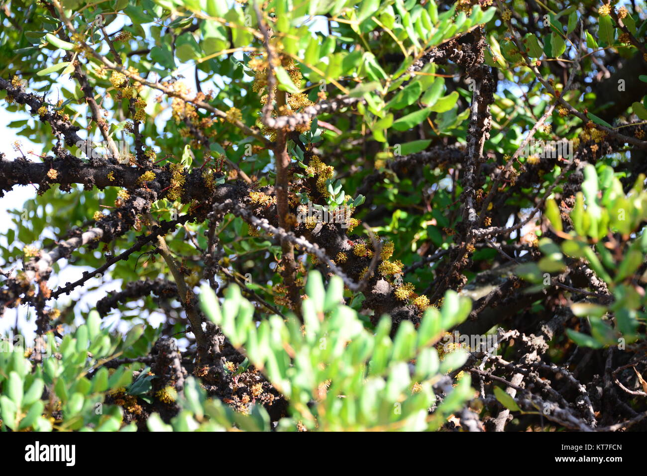 monkey bread tree in spain Stock Photo - Alamy