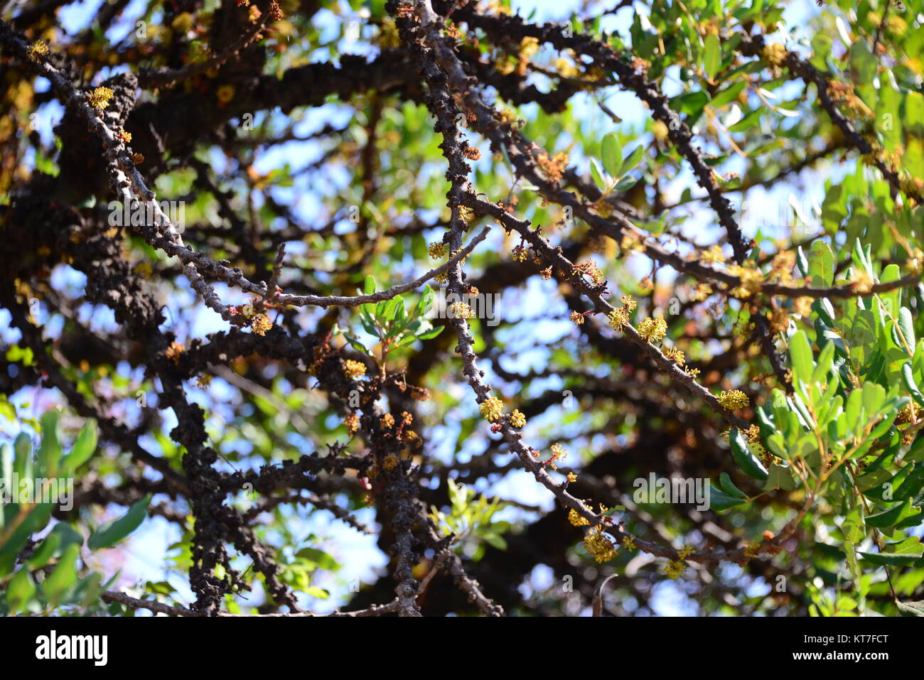 monkey bread tree in spain Stock Photo - Alamy