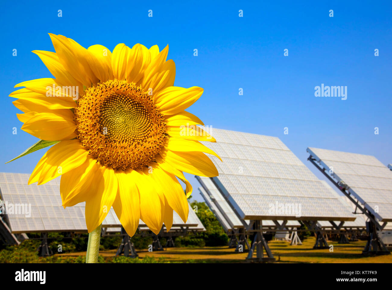 Beautiful sunflower and solar panel and power plant.Alternative energy ...