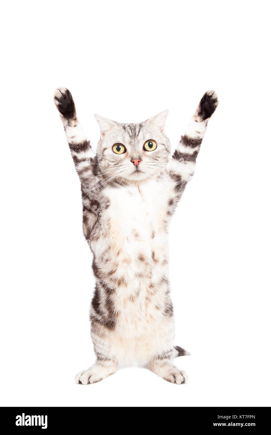 cat are standing and rising hand on the white background Stock Photo ...
