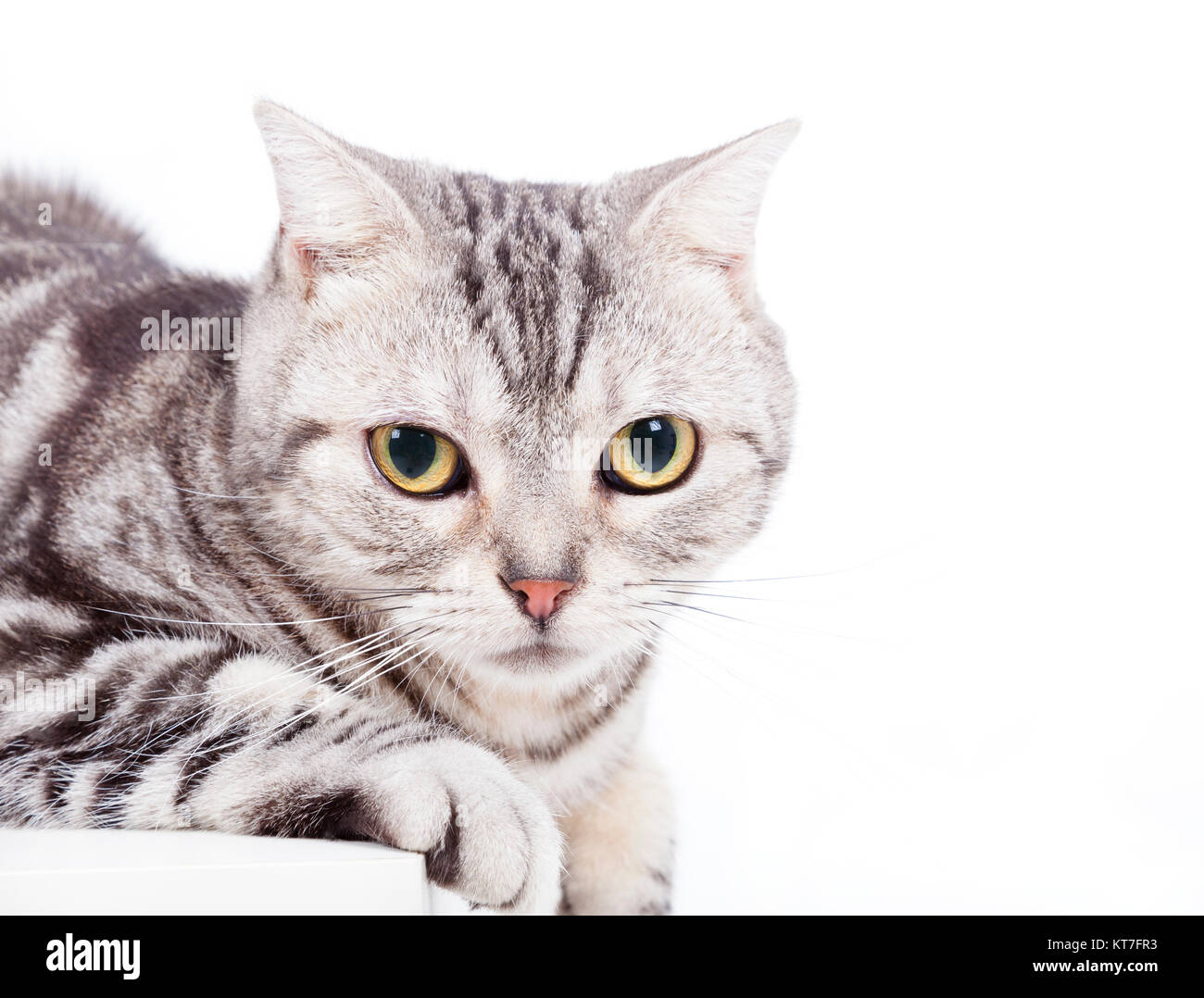 cat looking at camera Stock Photo - Alamy