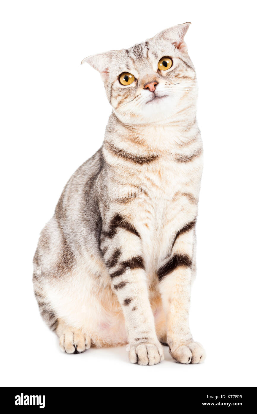 Cat looking something and isolated on white background Stock Photo - Alamy