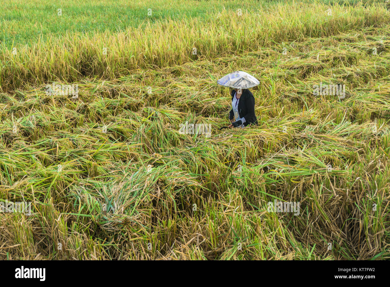 Harvesting cereal field traditional hi-res stock photography and images ...