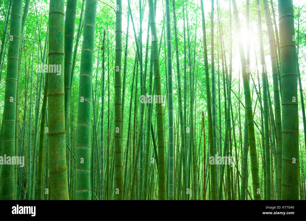green bamboo forest with sunlight Stock Photo - Alamy