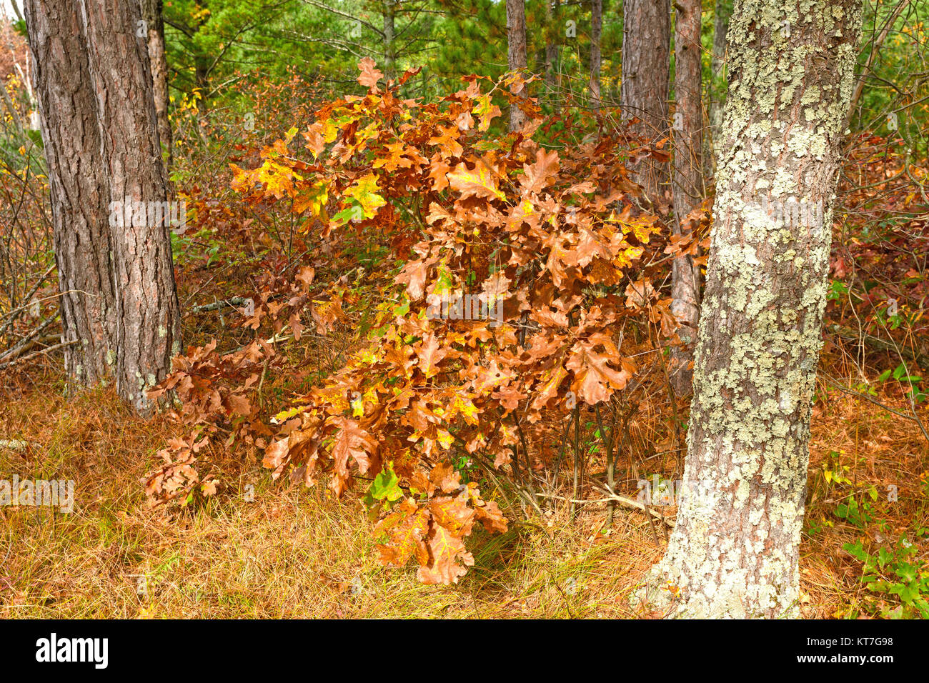 Young Oak in Fall Colors Stock Photo - Alamy