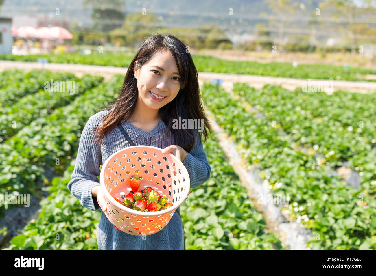 Woman picking up strawberry from meadow Stock Photo - Alamy