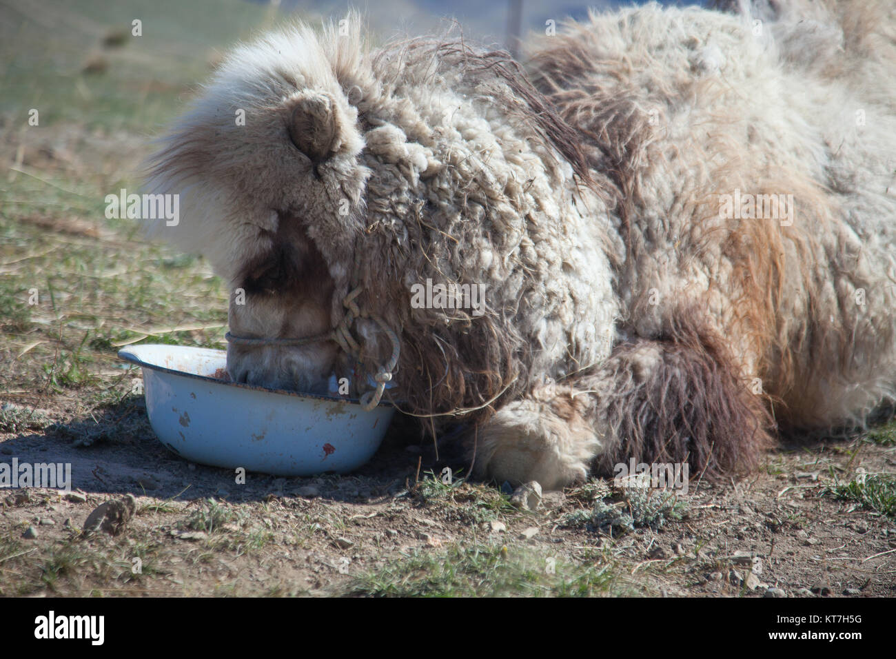 eating Bactrian camel of the pelvis Stock Photo - Alamy