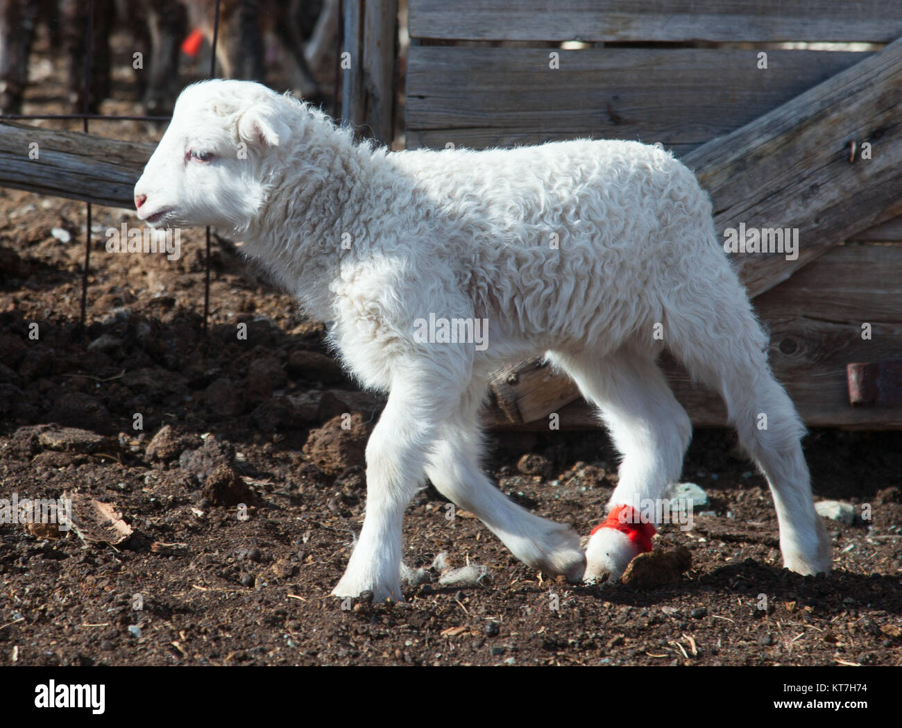 (3)young white lamb hi-res stock photography and images - Alamy