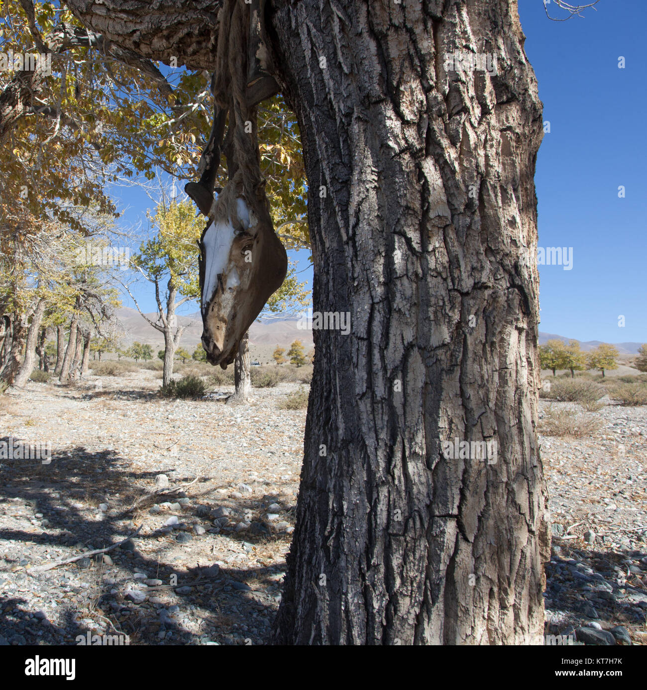Hide sacrificial horse hanging on the tree Stock Photo - Alamy