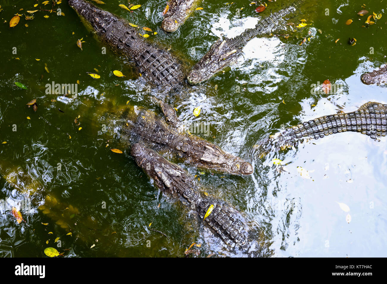 Crocodile in the swamp Stock Photo - Alamy