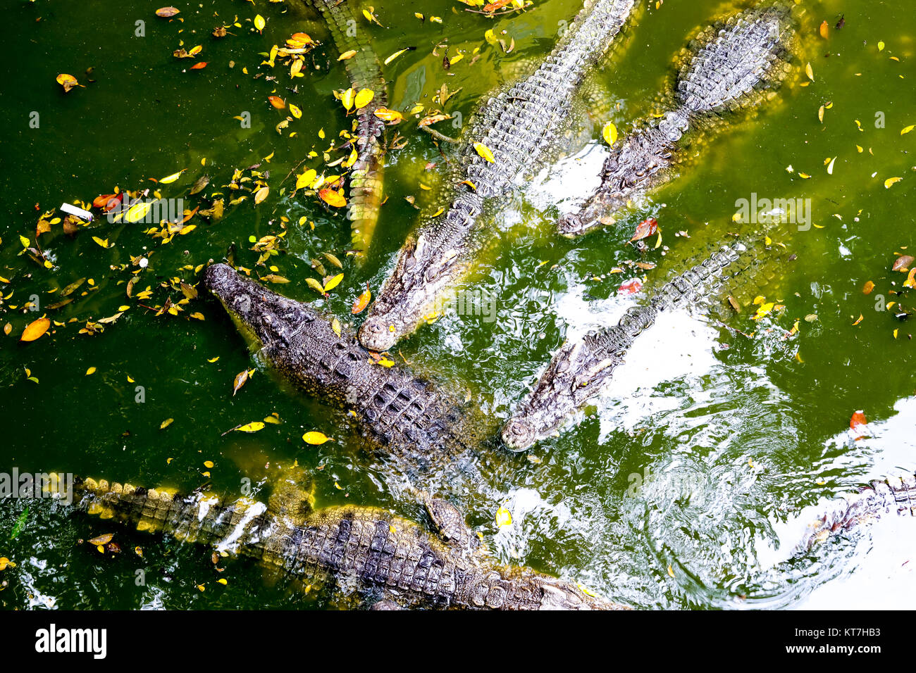 Crocodile in the swamp Stock Photo - Alamy