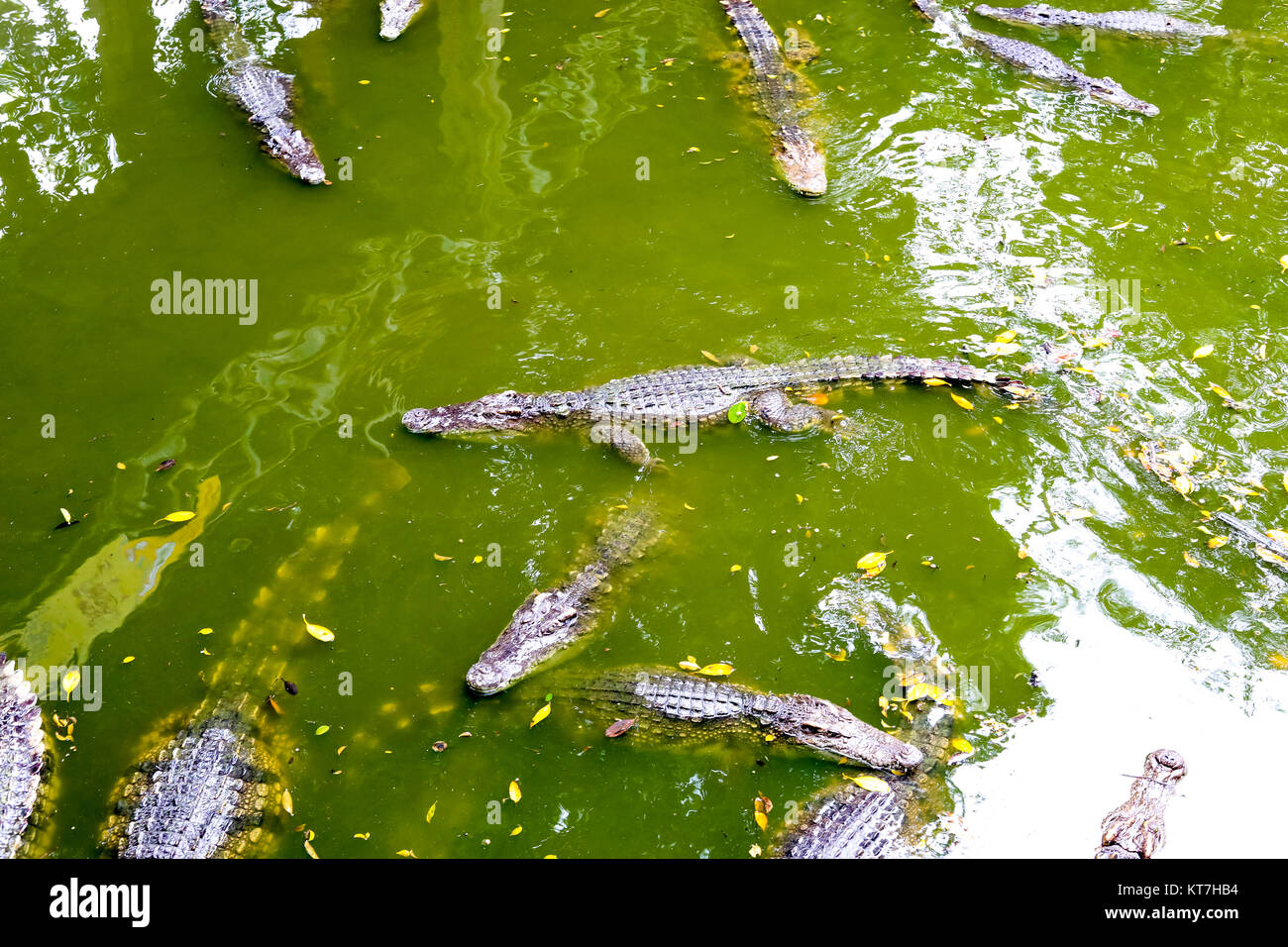 Crocodile in the swamp Stock Photo - Alamy
