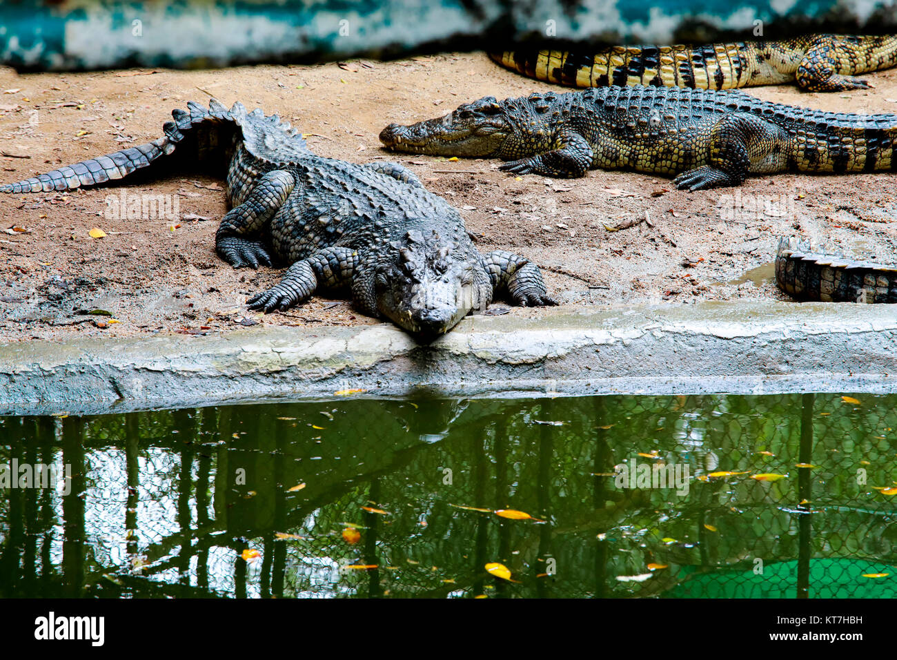 Crocodile in the swamp Stock Photo - Alamy