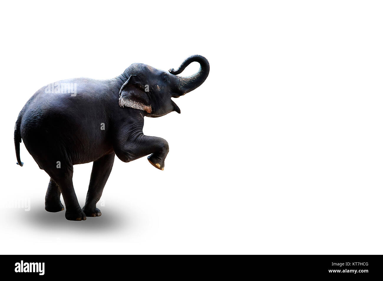 Elephant standing hind legs hi-res stock photography and images - Alamy