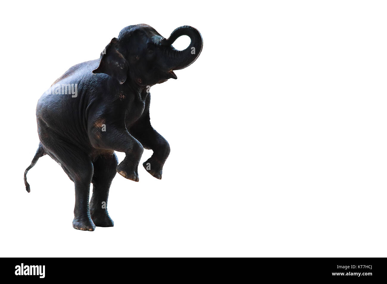 Hind legs stand hi-res stock photography and images - Alamy