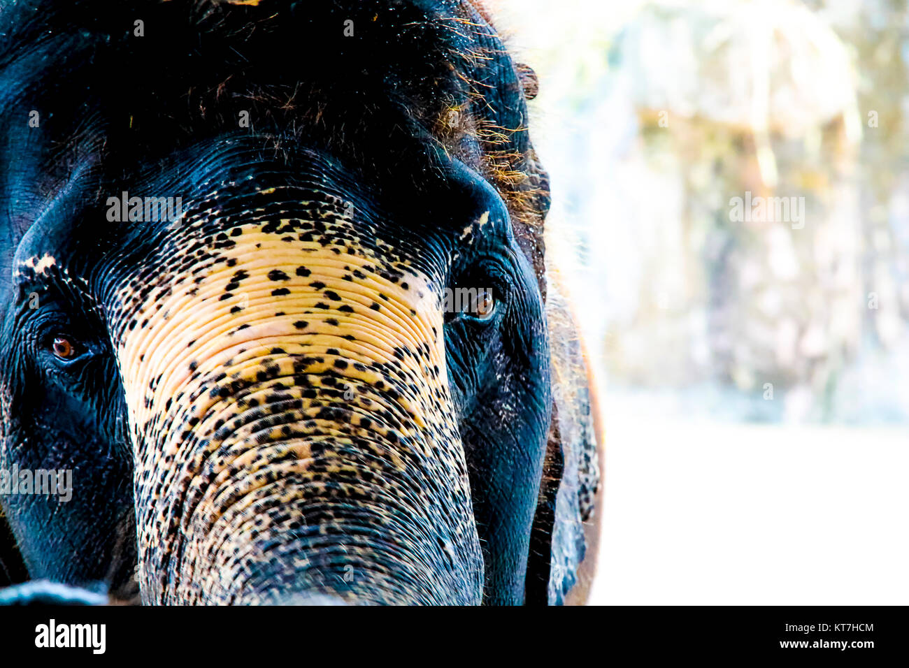 elephant face close up Stock Photo - Alamy