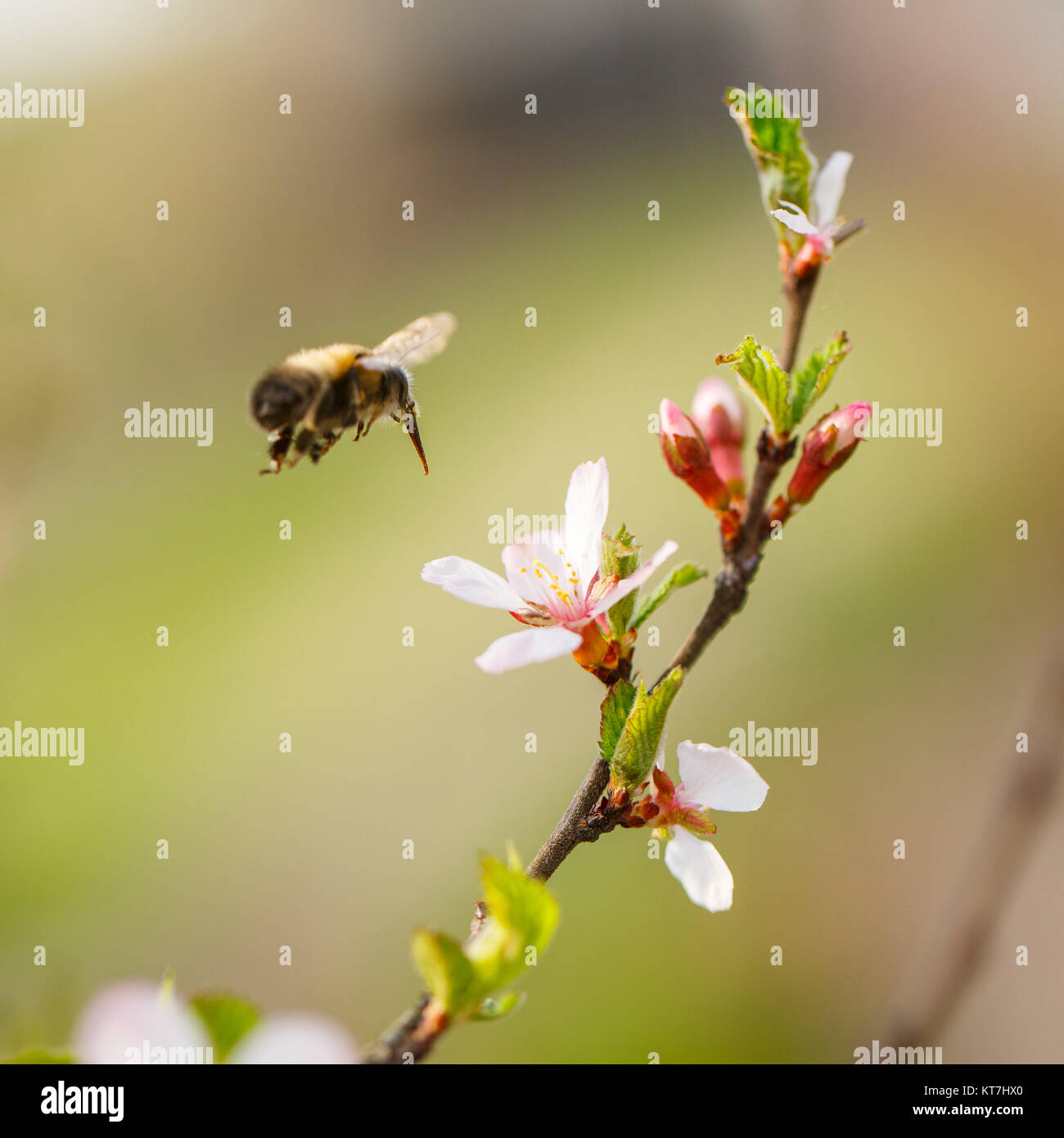 preparing bee pollinate a flower cherry blossom Stock Photo - Alamy