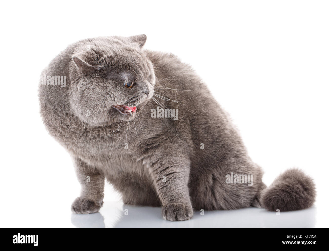 Portrait gray evil cat British straight on white Stock Photo - Alamy