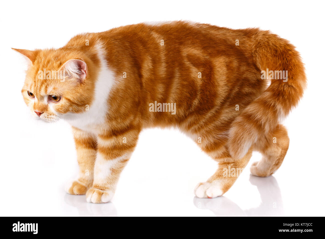 Cat red white plays Cut Out Stock Images & Pictures - Alamy
