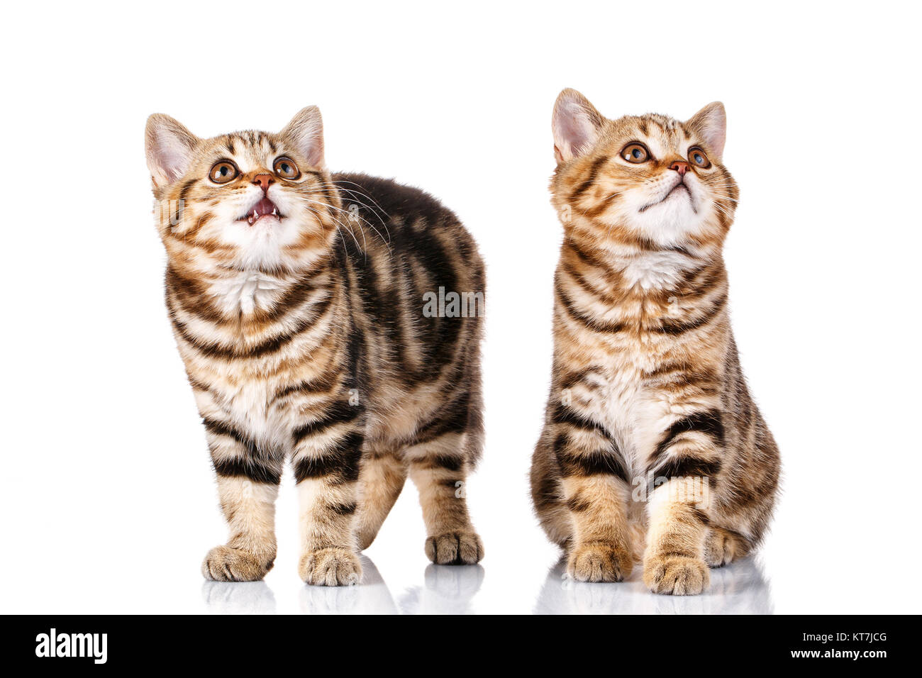 two cats on white background Stock Photo - Alamy