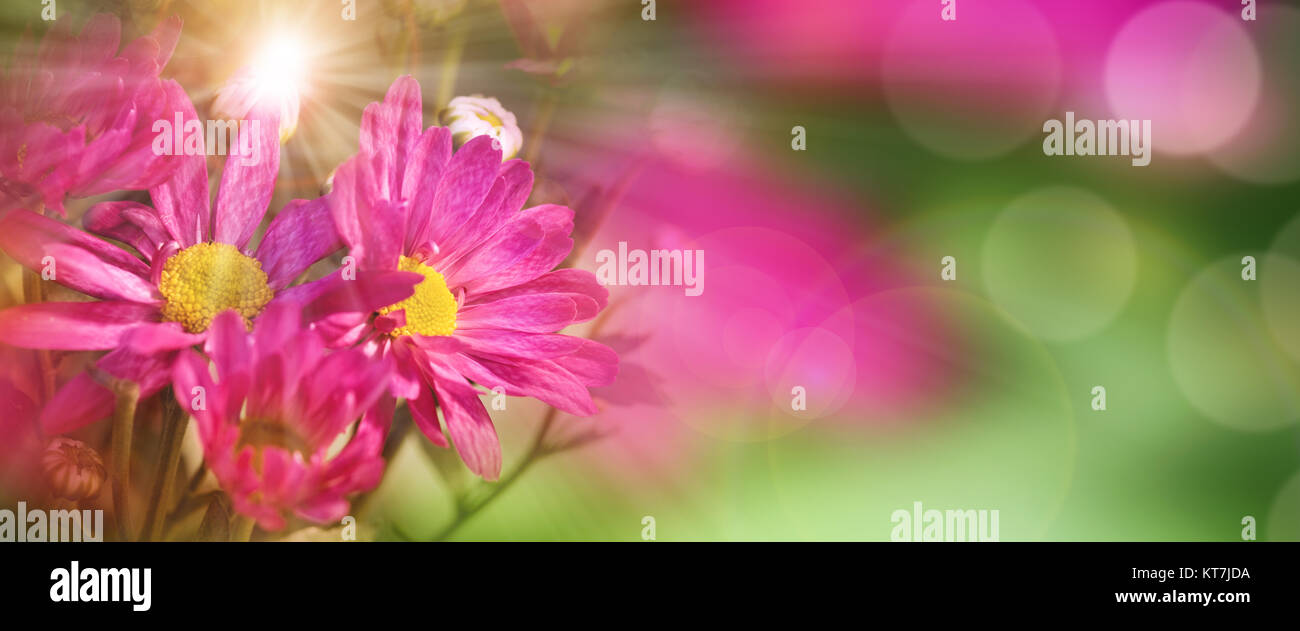 Background with colorful flowers and sunbeams in spring Stock Photo - Alamy