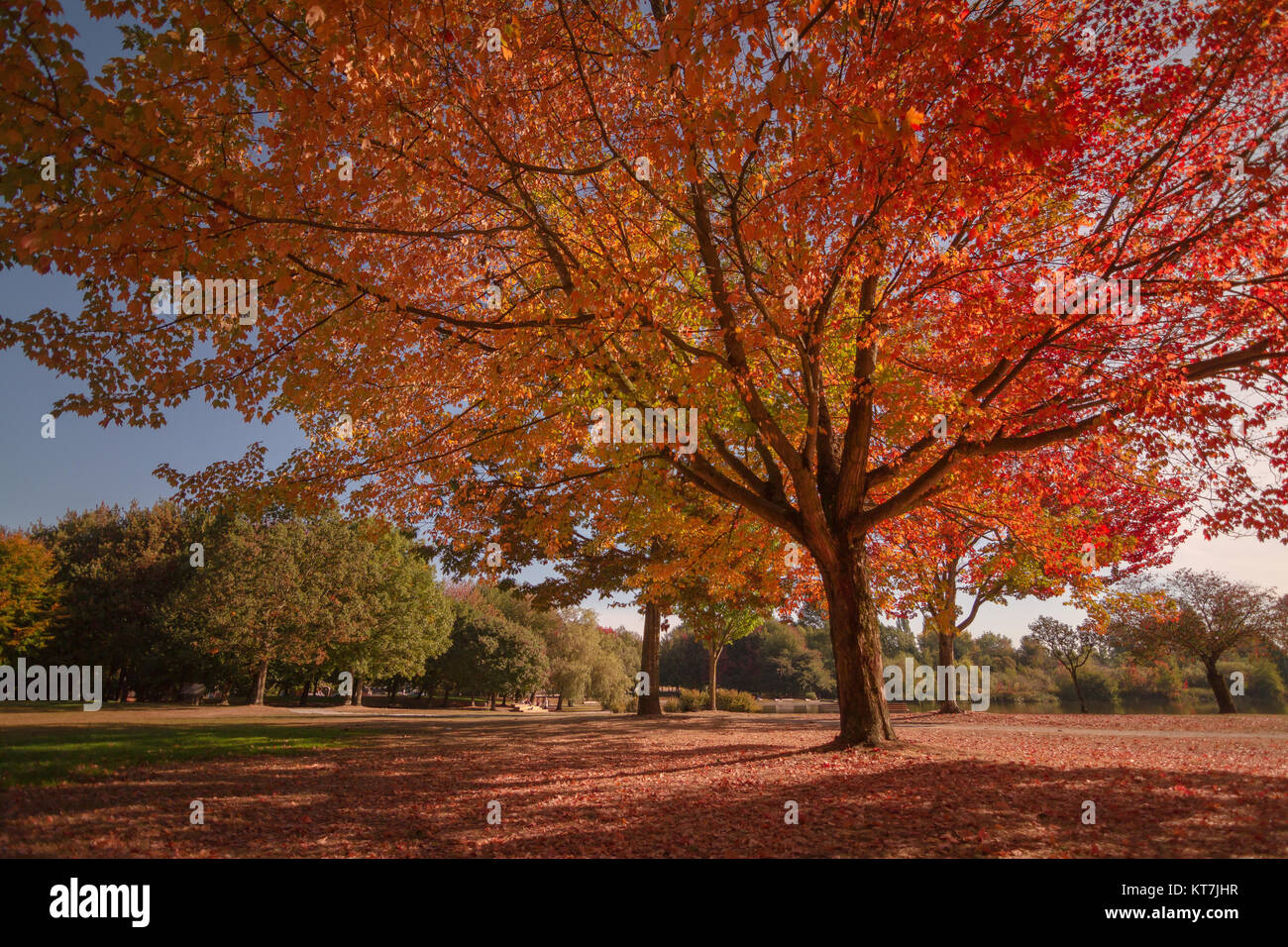 Fall color at the park Stock Photo - Alamy