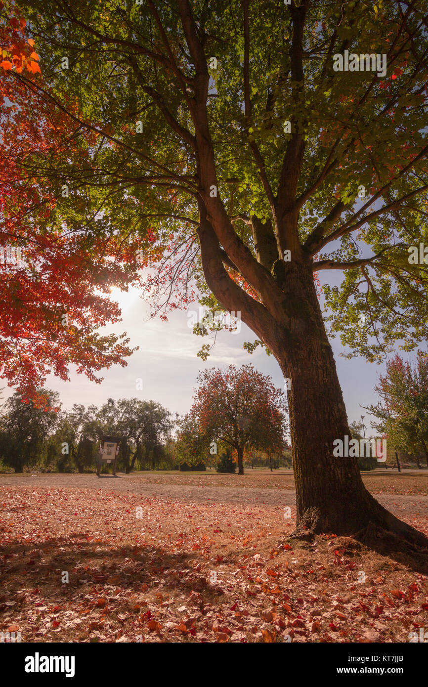 Fall color at the park Stock Photo - Alamy