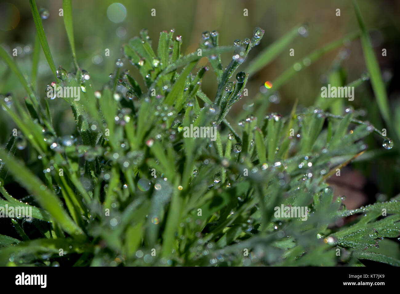 morning dew in the meadow Stock Photo - Alamy
