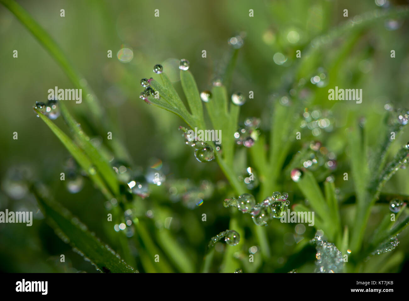 morning dew in the meadow Stock Photo - Alamy