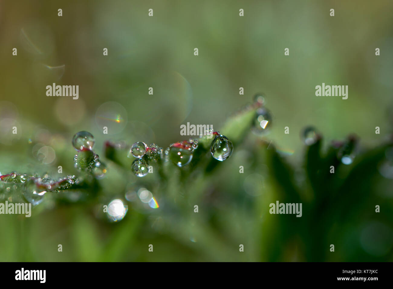 morning dew in the meadow Stock Photo - Alamy