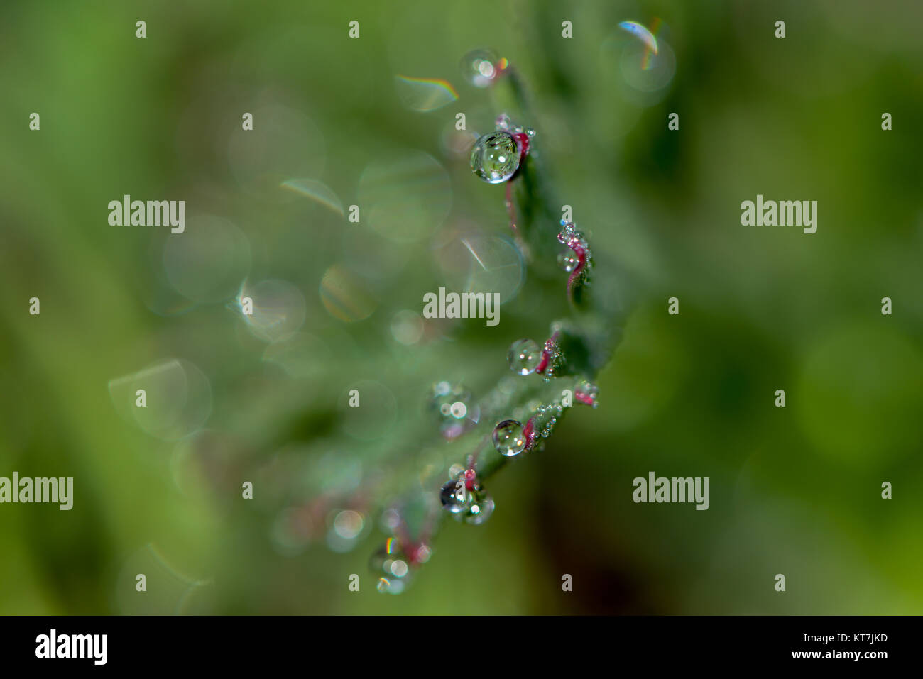 morning dew in the meadow Stock Photo - Alamy